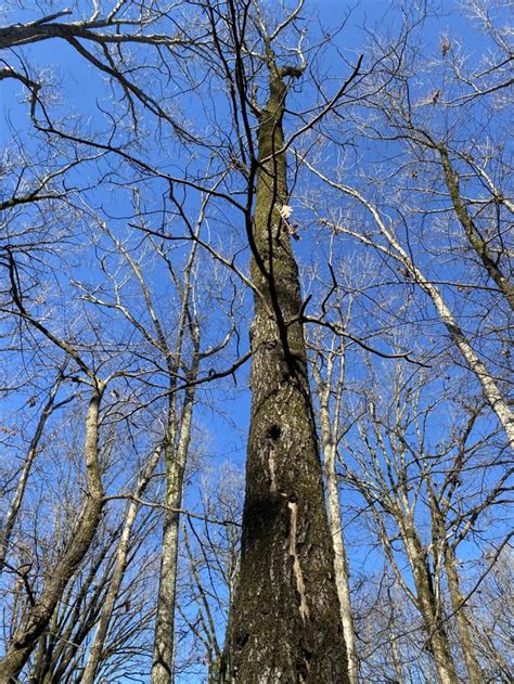 Dead Elm Tree R Treeidentification