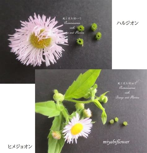ハルジオン春紫苑とヒメジョオン姫女苑 ハルジオンのくるくる探し 風と花を紡いで