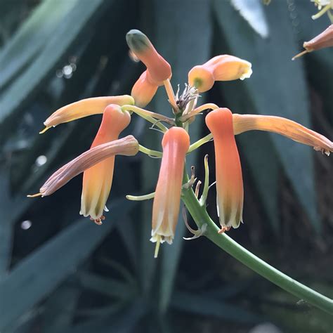 アロエストリアータ 花撮影技術 植物園紹介 花のブログ