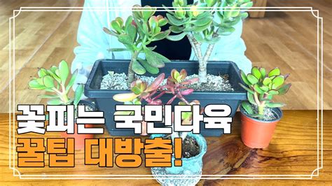 다육이꽃 보기 위해서는 이 다섯가지만 기억하세요 다육이꽃 다육이 분갈이 염좌꿀팁 Youtube
