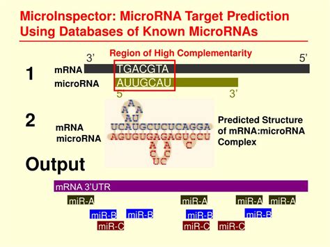 Ppt Microrna Target Prediction Using Muscle Atrophy Genes As Models Powerpoint Presentation