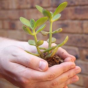 Home Jim S Mowing NSW ACT Home Jim S Mowing NSW ACT