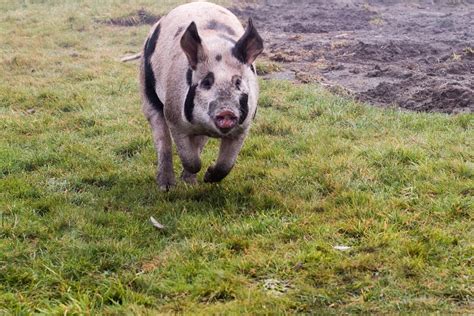 8 Common Causes Of Pig Infertility And How To Address Them