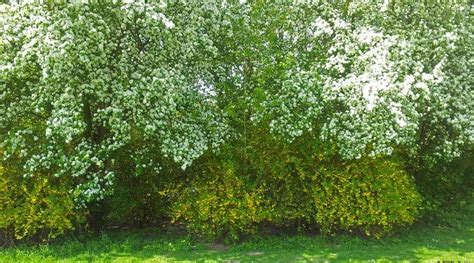 Seed Bed Introduced In New Town