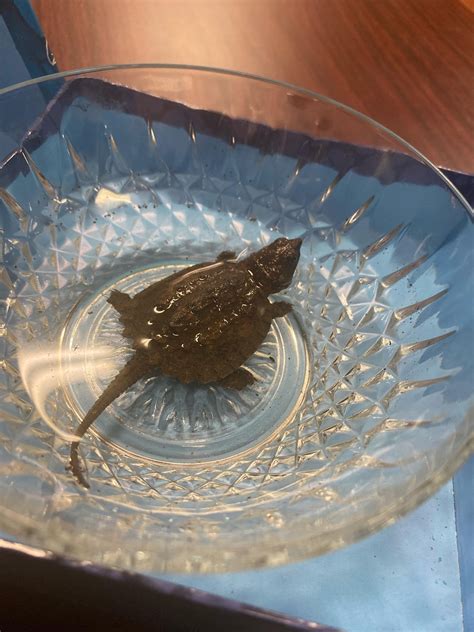 What Is This And What Do I Do Which Him Rturtles