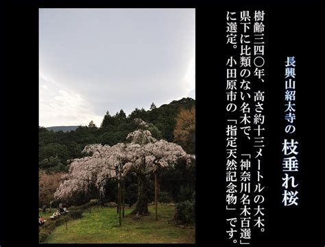 長興山招太寺の枝垂れ桜 のぶちんのトラベろぐ