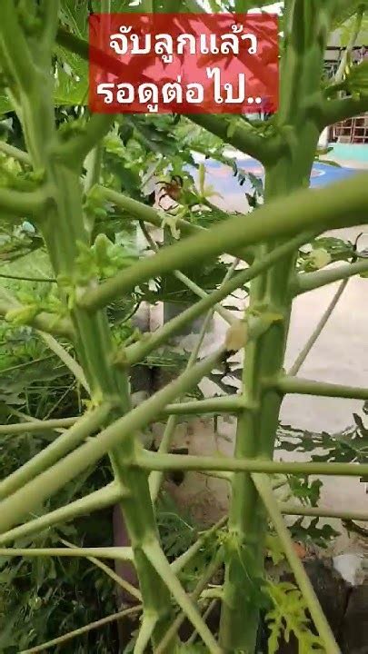 มะละกอ เกษตรกร เกษตรผสมผสาน คนอีสาน ชาวนา ชาวสวน ชีวิตในต่างแดน ชนบท คนไทย คนใต้ Youtube