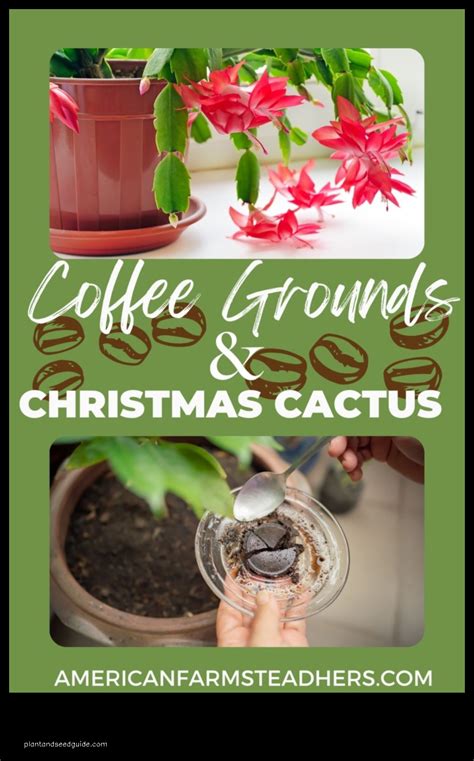 Can You Use Coffee Grounds To Fertilize Cacti Plant And Seed Guide