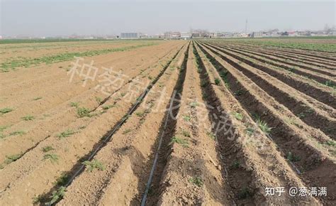 大葱种植的株距行距是多少大葱间距多大合适 知乎
