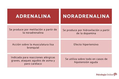 Diferencias Entre Adrenalina Y Noradrenalina Psicologistica