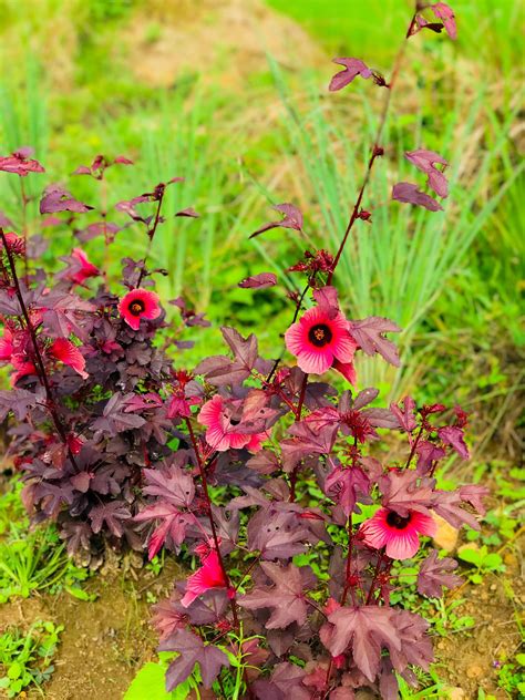 Wefarm Get To Know Your Labog 💚 Labog Is Known As Wefarm Get To Know Your Labog 💚 Labog Is Known As