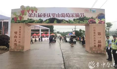 2021年璧山葡萄采摘璧山葡萄基地2元一斤璧山葡萄第13页大山谷图库