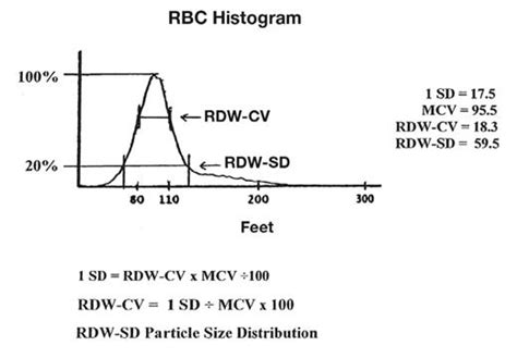 Calculation Of Rdw The Rdw Is Calculated From The Width Of The