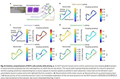 一些文章 Neural Circuit Policies Enabling Auditable Autonomy 知乎
