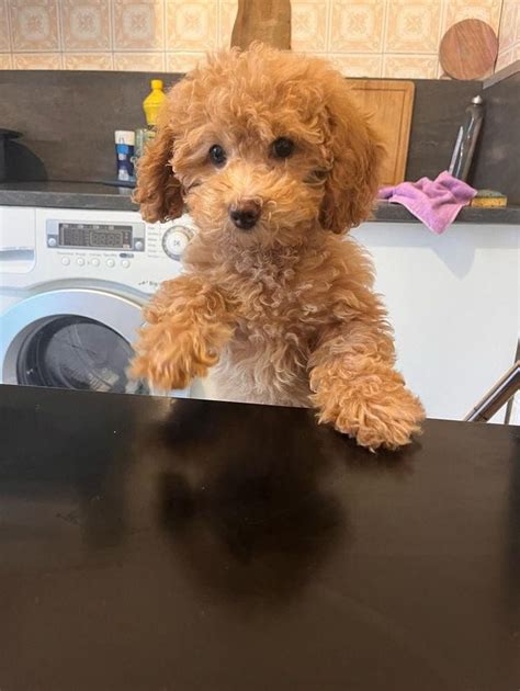 ჯუჯა თოი ლეკვები Facebook