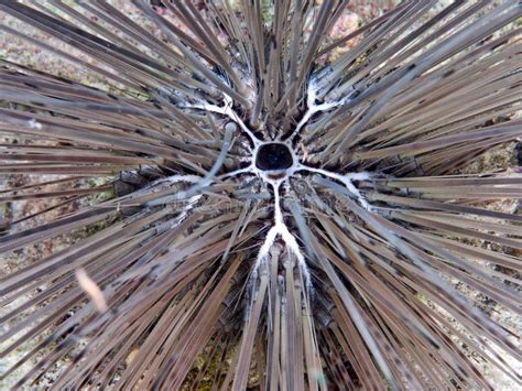 Closeup Of Sea Urchid In Macro Stock Image Image Of Aquatic Bonaire 307239215