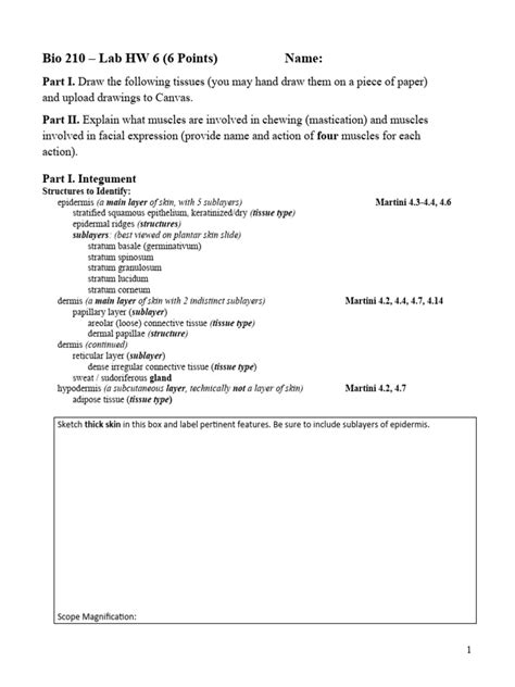 Lab Hw 6 Integument And Muscles Of Head Pdf Skin Integumentary System
