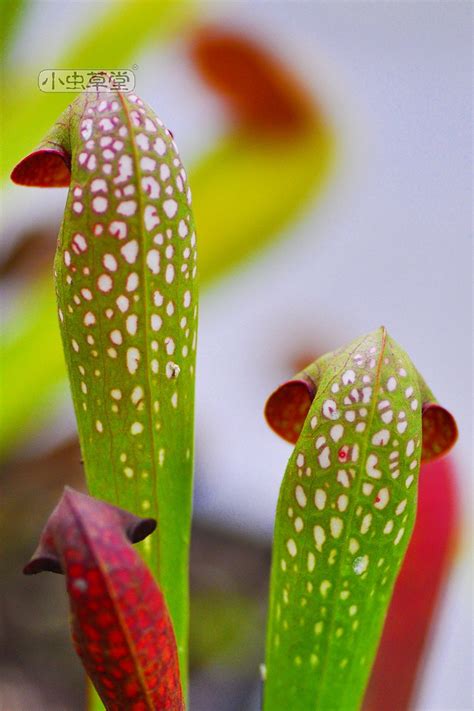 蛇虫子草图片 蛇虫子图片 草虫子图片 第10页 大山谷图库