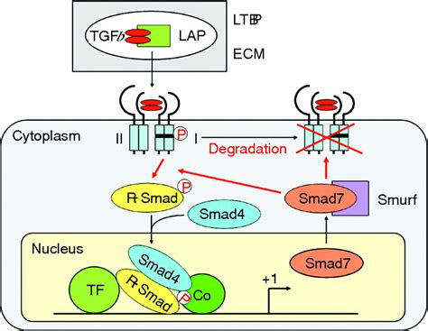 Emerging Insights Into Transforming Growth Factor β Smad Signal In Hepatic Fibrogenesis Gut