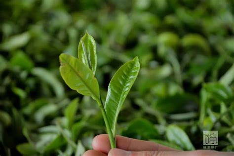 大郭说茶丨75 茶叶的采摘标准 鲜叶