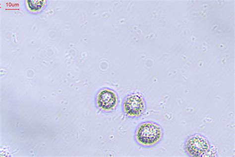 cell train cropped instance segmentation dataset by work