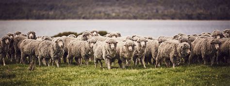 Where Does Wool Come From The Woolmark Company