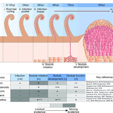 Temporal And Spatial Sequence Of Events During Nodulation In The Cortex Download Scientific