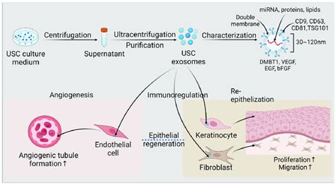 Isolation Characterization And Roles Of Usc Exosomes In Epithelial Download Scientific