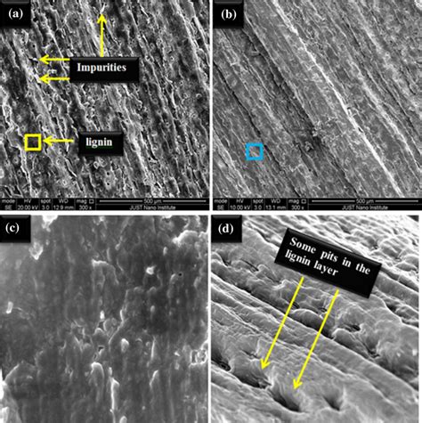 Sem Micrograph Of A Untreated B Treated Dpl Fibers C A Magnification