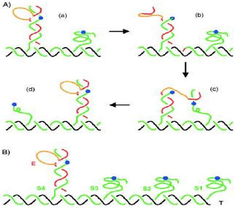 Maos Dnazyme Walker A Walker Moving From One Spot To The Next On The