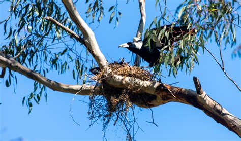 Science Experiment Nests Australian Geographic
