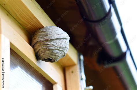Fotografia Do Stock A Large Wasp Nest Is Attached To A Wood Door The Grey Papery Material Is