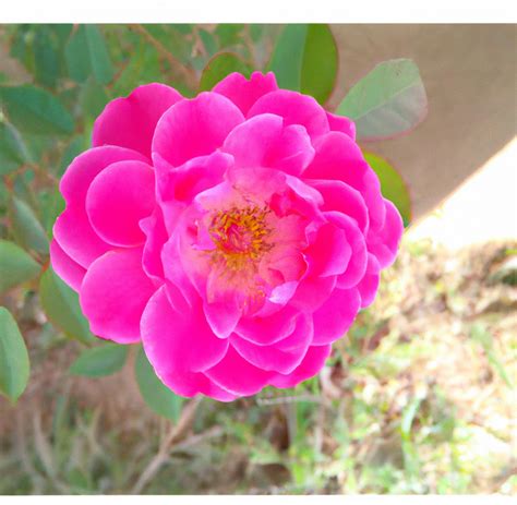 Unveiling The Diversity Of Natural Pink Color Ranges