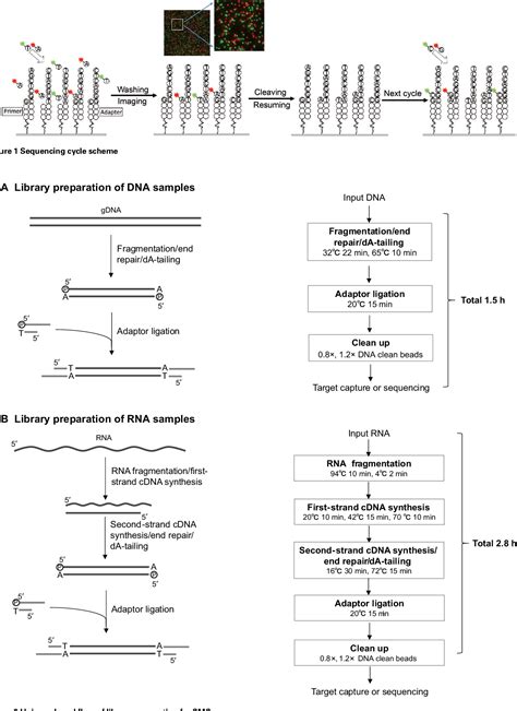 Figure 1 From A Two Color Single Molecule Sequencing Platform And Its Clinical Applications