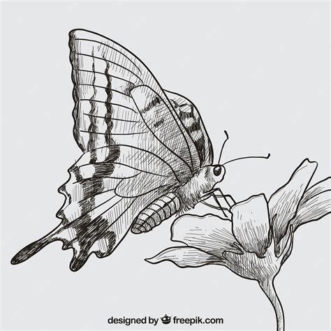 Free Vector Hand Drawn Butterfly And Flower
