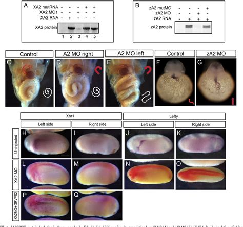 Left Right Axis Specification Semantic Scholar