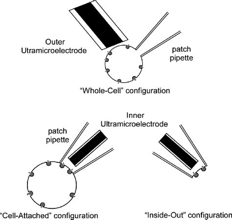5 Three Experimental Configurations For Studying Exocytosis With Patch