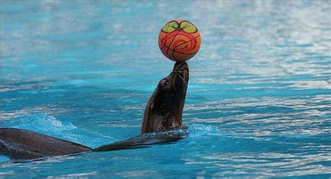 Install Mariadb 109 On Debian 11 Debian 10 By Computingpost Medium