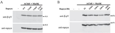 Rapsyn C Terminal Phosphorylation Is Not Required For β Subunit Download Scientific Diagram