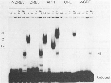 Dna Binding Specificity Of The Fos Zta Fusion Protein Samples Of In Download Scientific