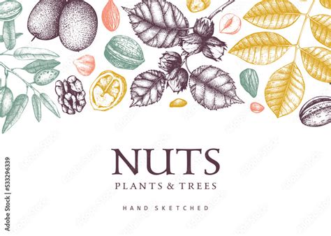 Vector Nuts Background In Color Vintage Nuts Sketched Frame Healthy