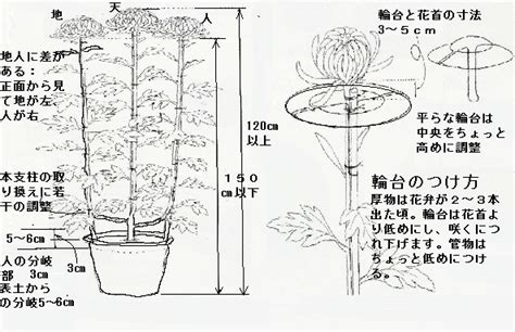 大菊3本仕立輪台付け キク 花の育て方