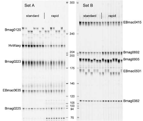 Simple Sequence Repeat Ssr Profiles Of Individual Kernels Of Ac