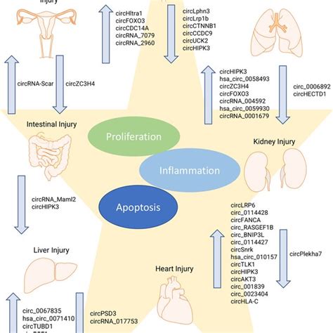 Schematic Illustration Of Circular Rnas Expression Pattern Across Major Download Scientific
