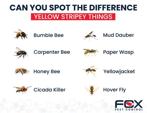 Yellow Stripey Things Bees Wasps And Look Alikes Fox Pest Control