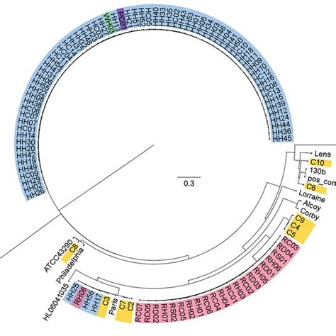 Figure Single Nucleotide Polymorphism Snp Analysis Of Isolates From Download Scientific