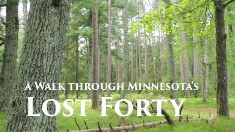 A Walk Through Minnesotas Lost Forty Youtube