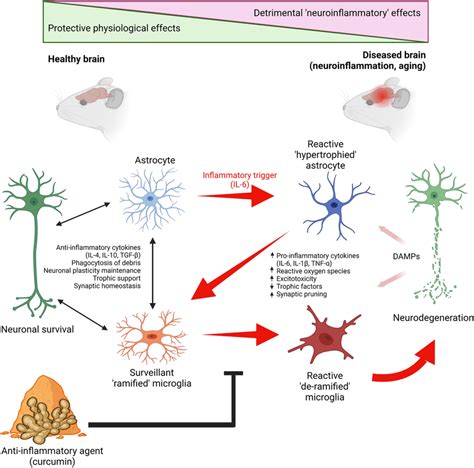 Microglia And Astrocytes
