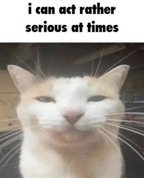 I Can Act Rather Serious At Times Gattini Gatti Funny