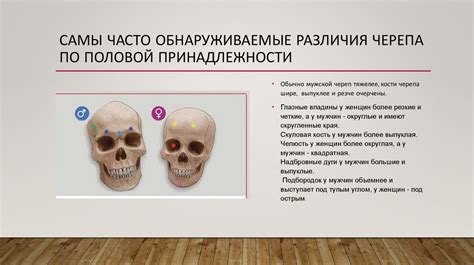 Конструкция головы человека и пропорции 6 класс презентация онлайн